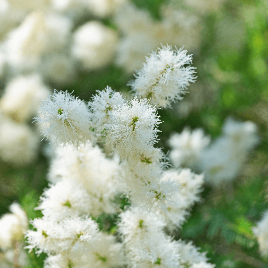 Tea Tree – SoulBoundindia